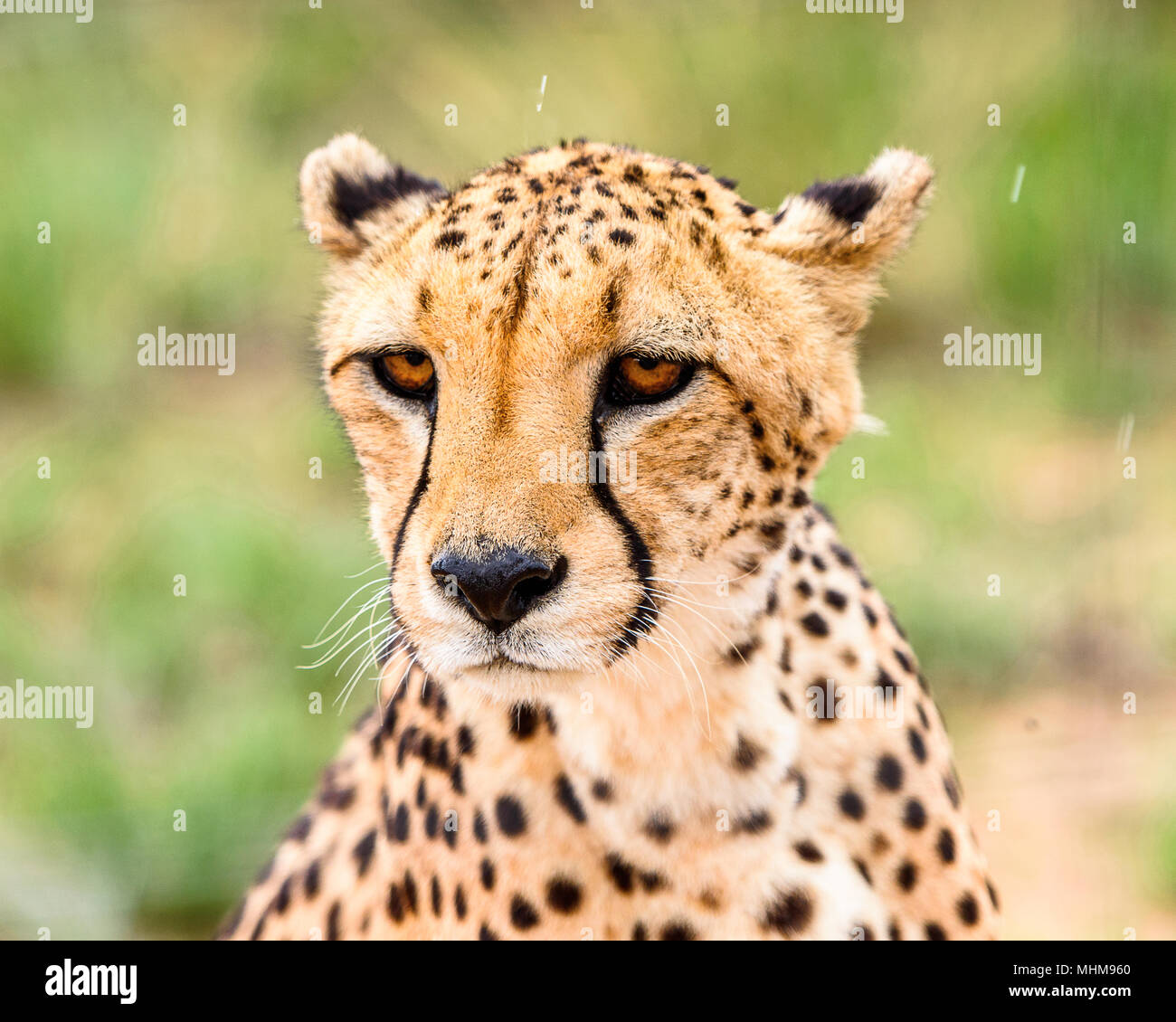 Portrait of a Cheetah at the Naankuse Wildlife Sanctuary, Namibia ...