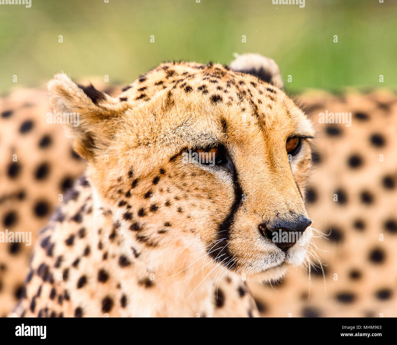 Portrait of a Cheetah at the Naankuse Wildlife Sanctuary, Namibia ...