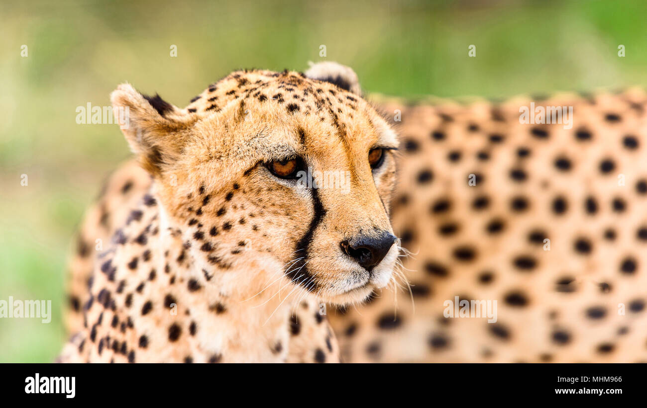 Portrait of a Cheetah at the Naankuse Wildlife Sanctuary, Namibia ...