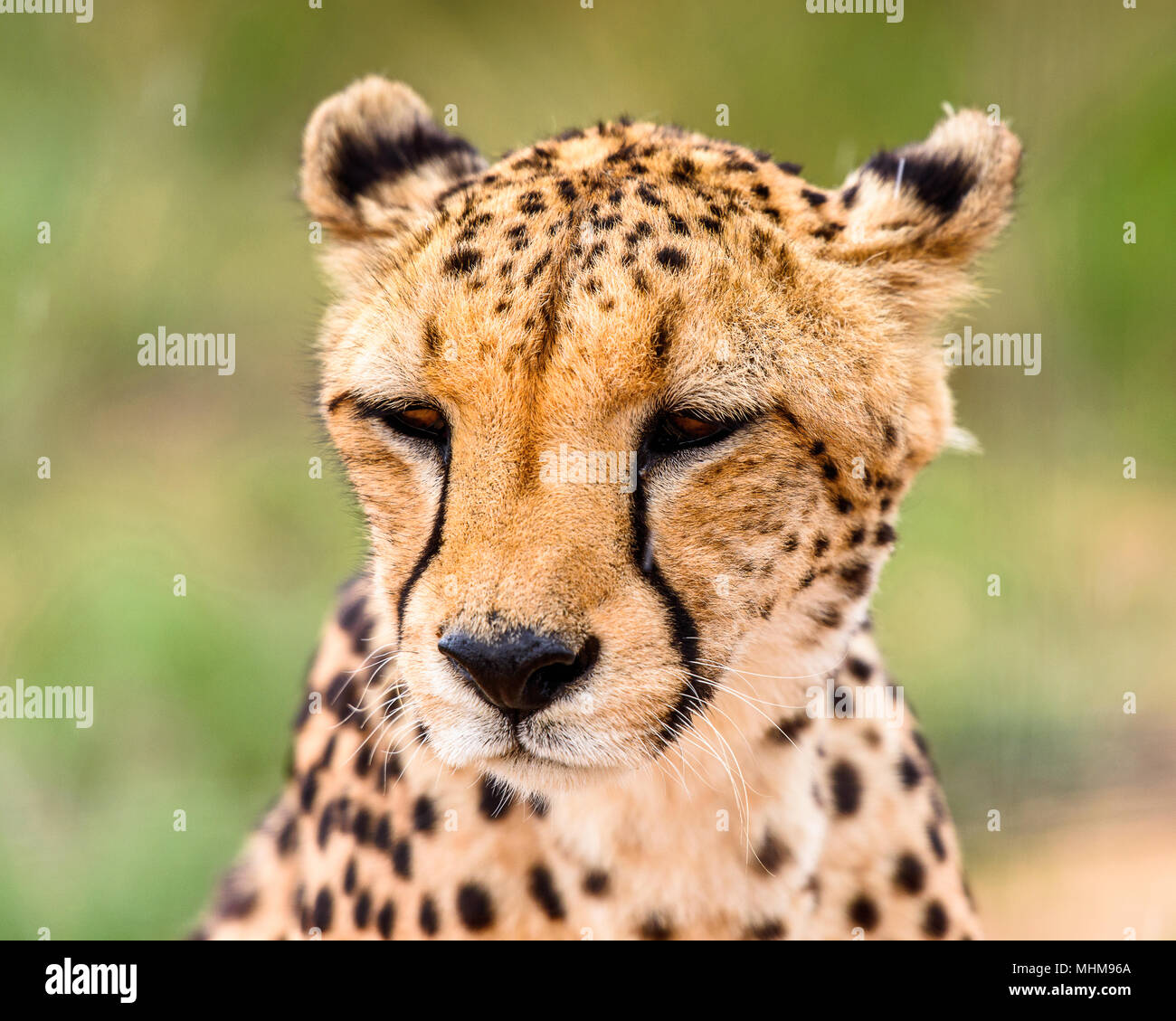 Portrait of a Cheetah at the Naankuse Wildlife Sanctuary, Namibia ...