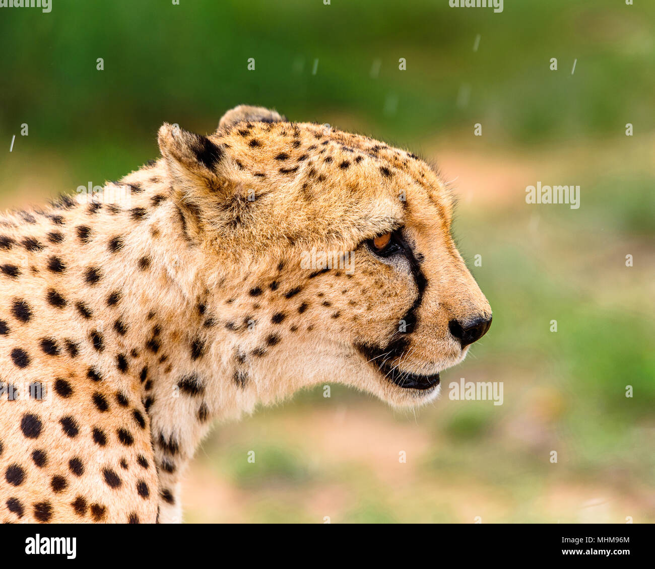 Portrait of a Cheetah at the Naankuse Wildlife Sanctuary, Namibia ...