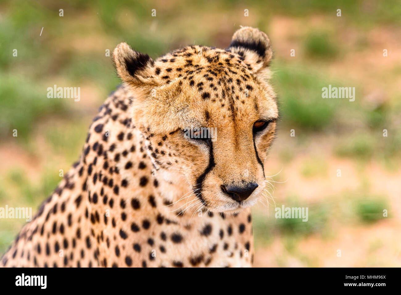 Portrait of a Cheetah at the Naankuse Wildlife Sanctuary, Namibia ...