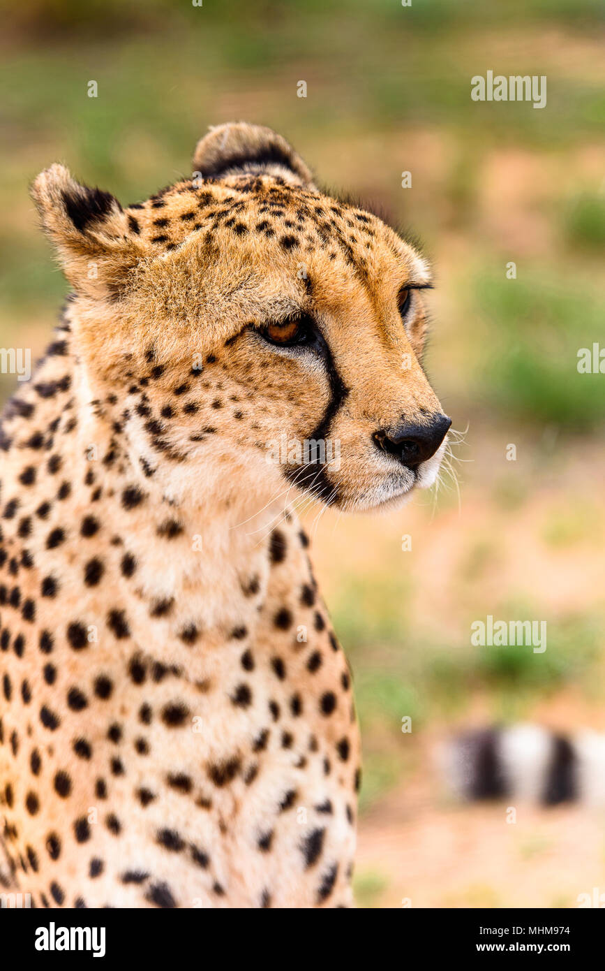 Portrait of a Cheetah at the Naankuse Wildlife Sanctuary, Namibia ...