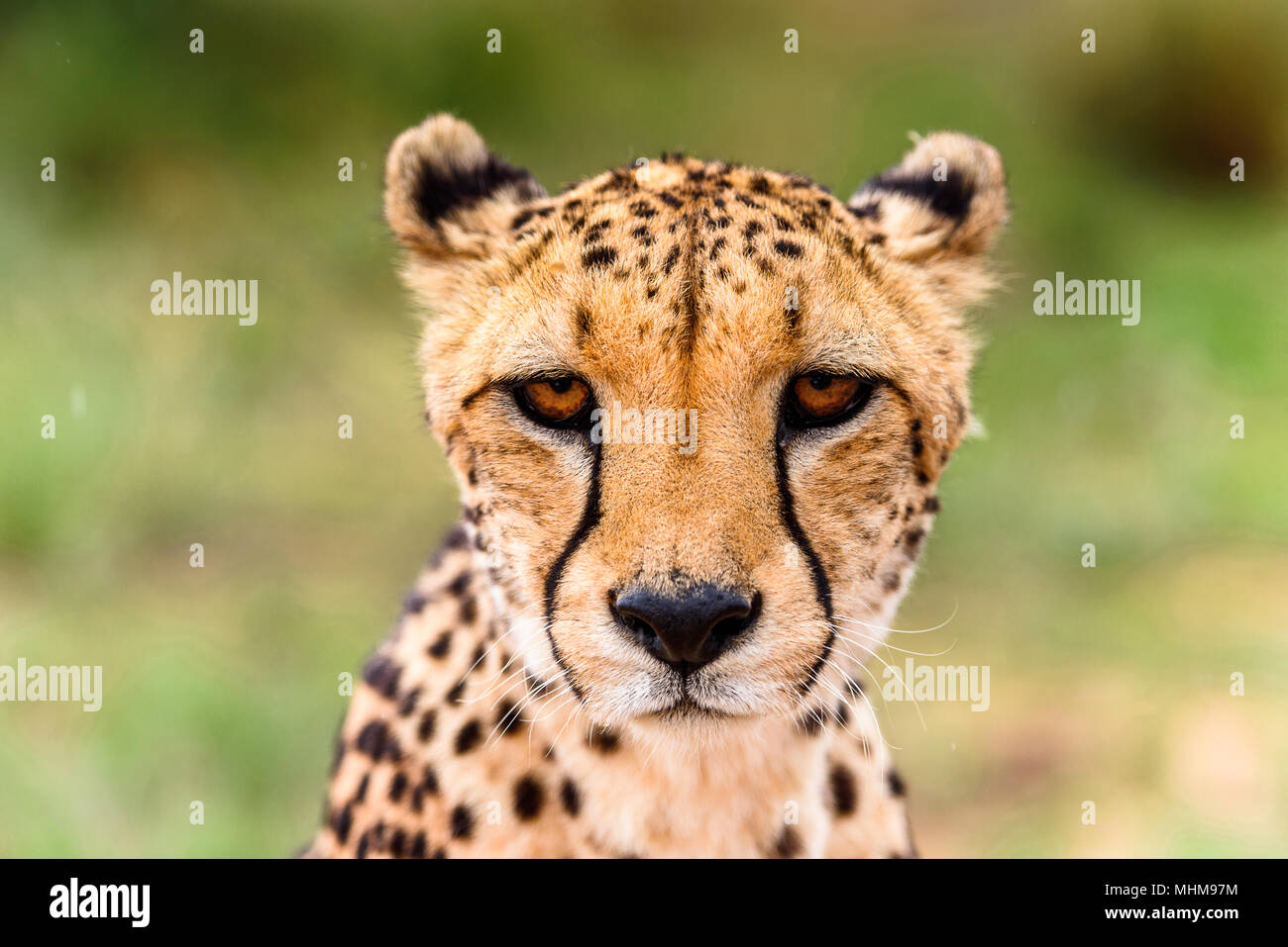 Portrait of a Cheetah at the Naankuse Wildlife Sanctuary, Namibia ...