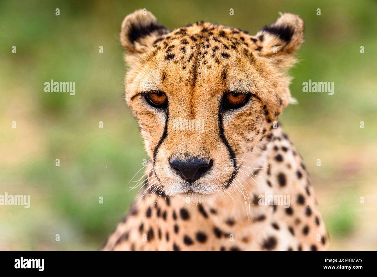 Portrait of a Cheetah at the Naankuse Wildlife Sanctuary, Namibia ...