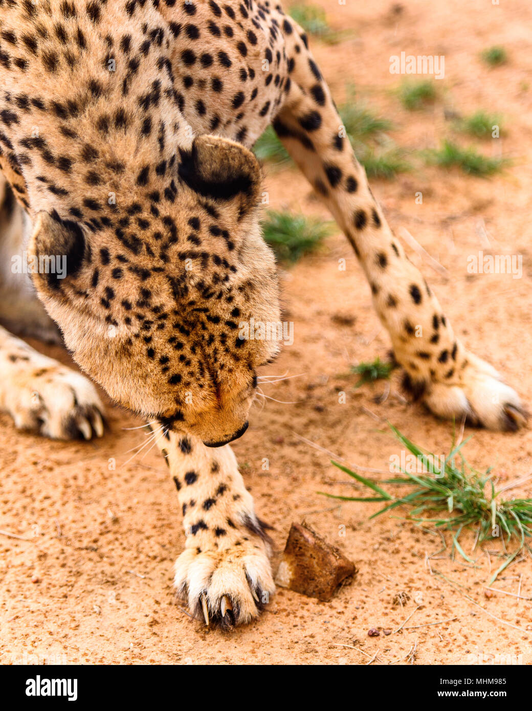 Portrait of a Cheetah at the Naankuse Wildlife Sanctuary, Namibia ...