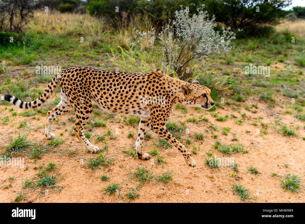Cheetah close view at the Naankuse Wildlife Sanctuary, Namibia, Africa ...