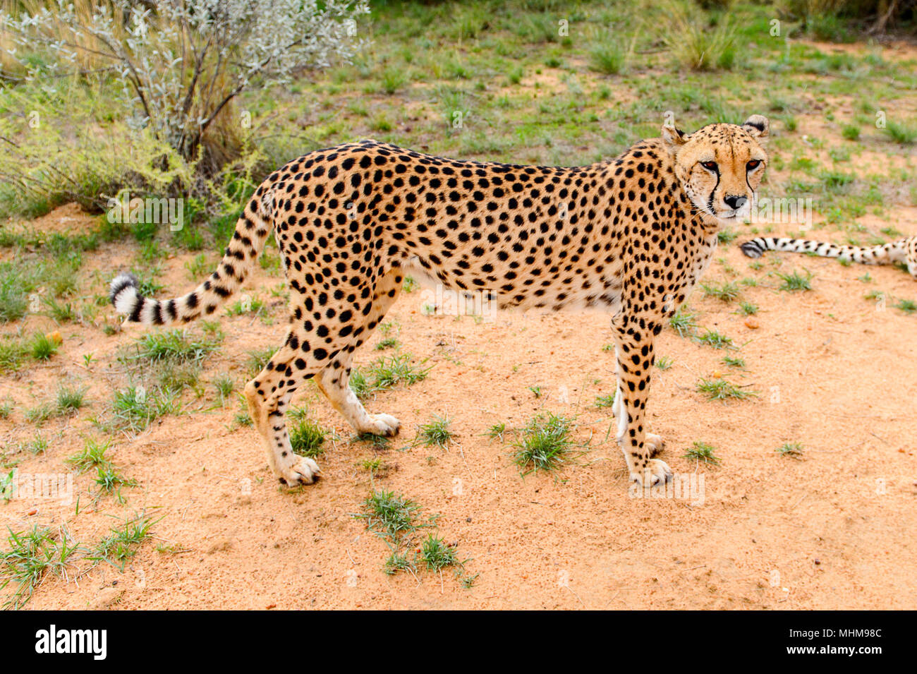 Naankuse Namibia High Resolution Stock Photography and Images - Alamy