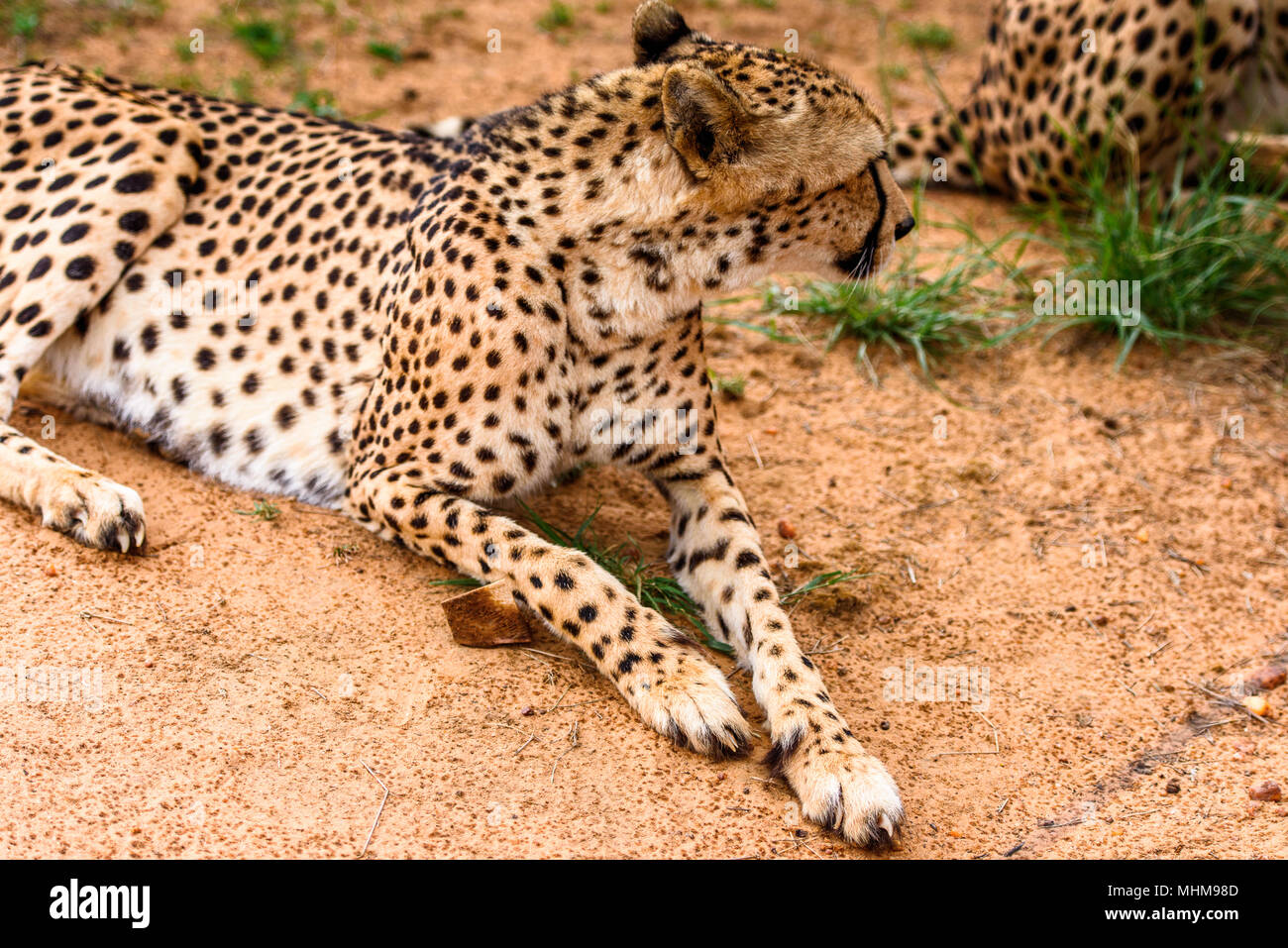 Cheetah close view at the Naankuse Wildlife Sanctuary, Namibia, Africa ...