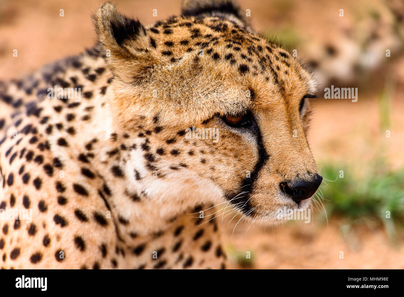 Cheetah close view at the Naankuse Wildlife Sanctuary, Namibia, Africa ...