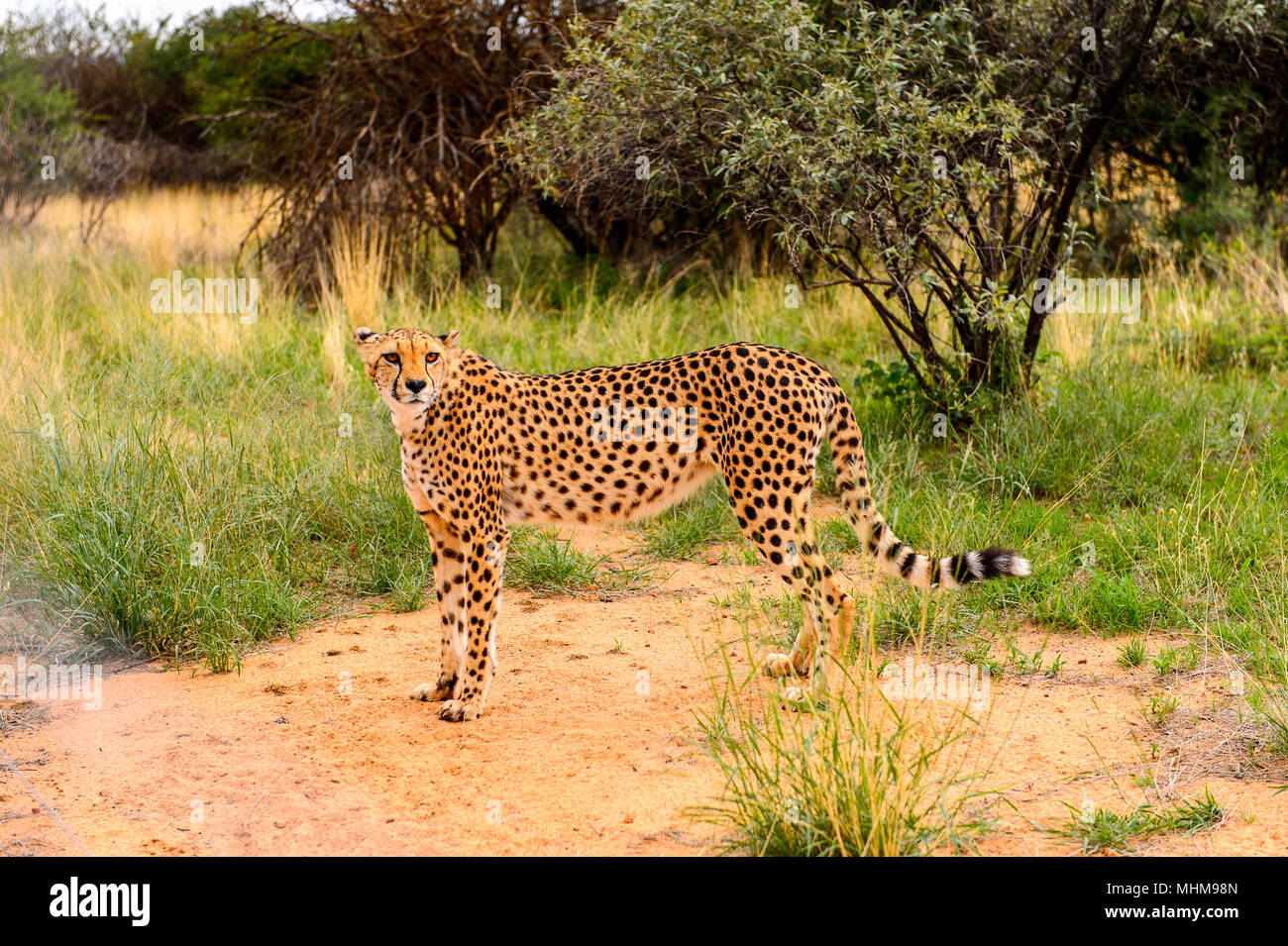 Cheetah close view at the Naankuse Wildlife Sanctuary, Namibia, Africa ...