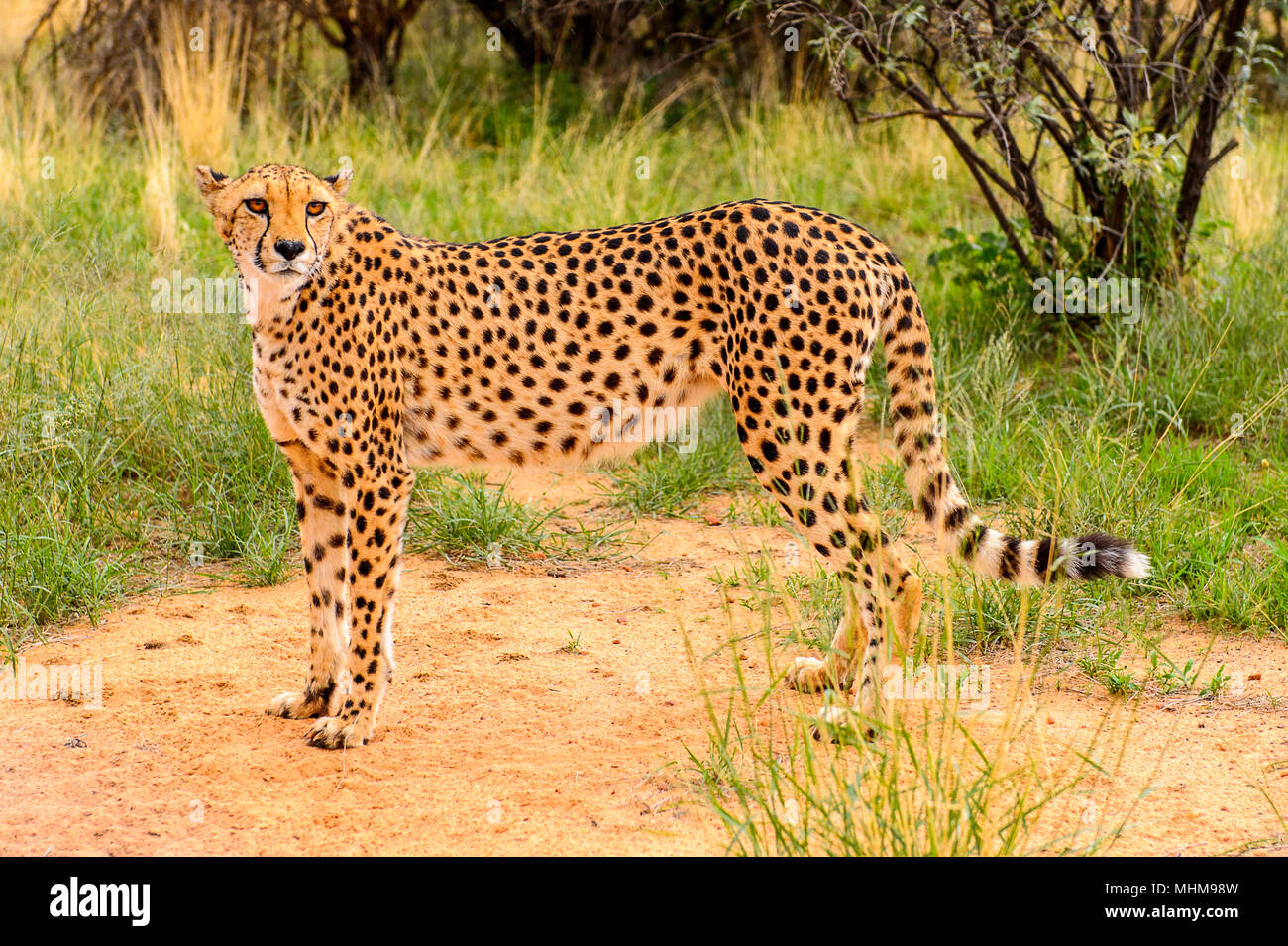 Cheetah close view at the Naankuse Wildlife Sanctuary, Namibia, Africa ...