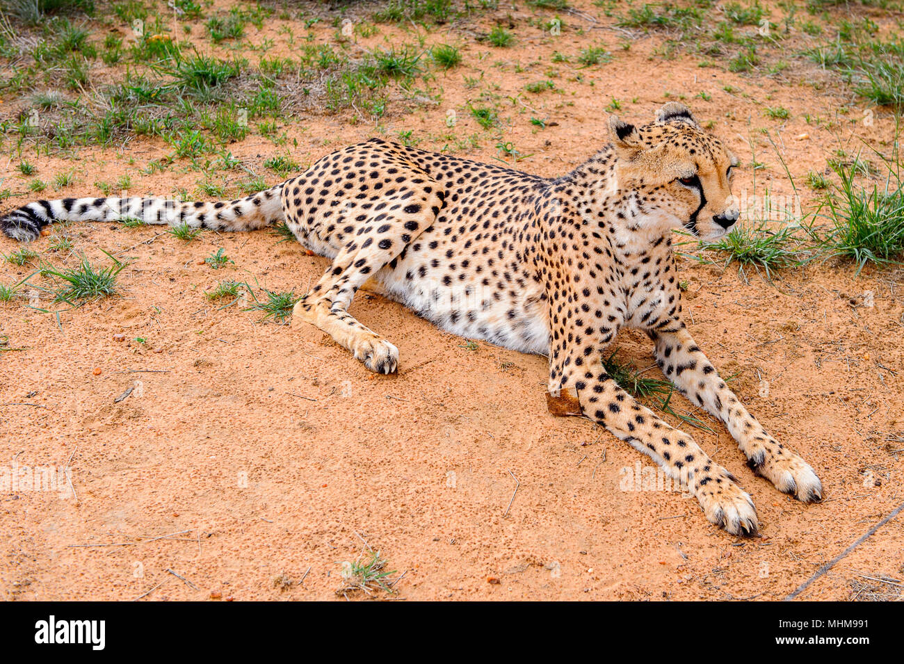 Cheetah close view at the Naankuse Wildlife Sanctuary, Namibia, Africa ...