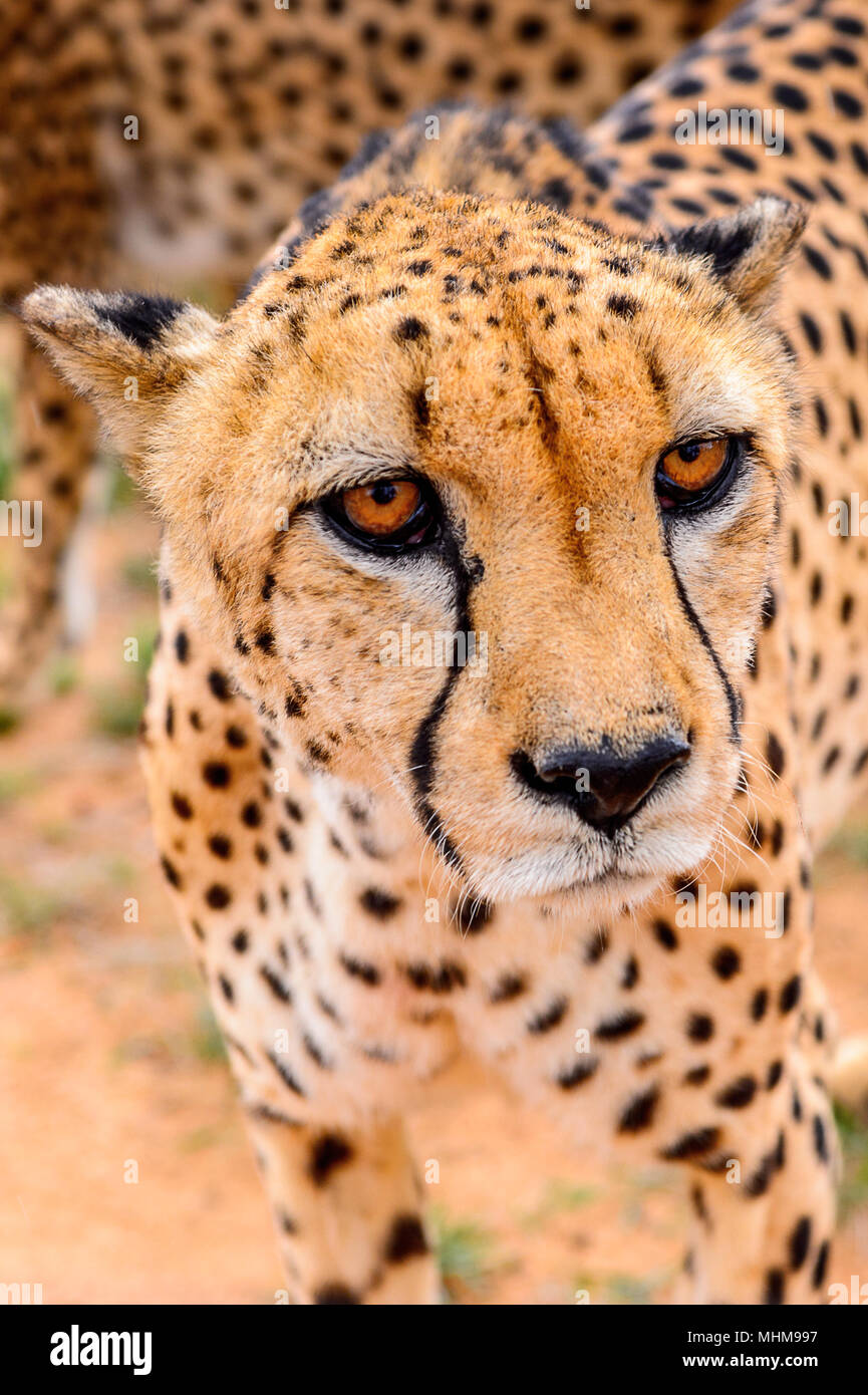 Cheetah close view at the Naankuse Wildlife Sanctuary, Namibia, Africa ...