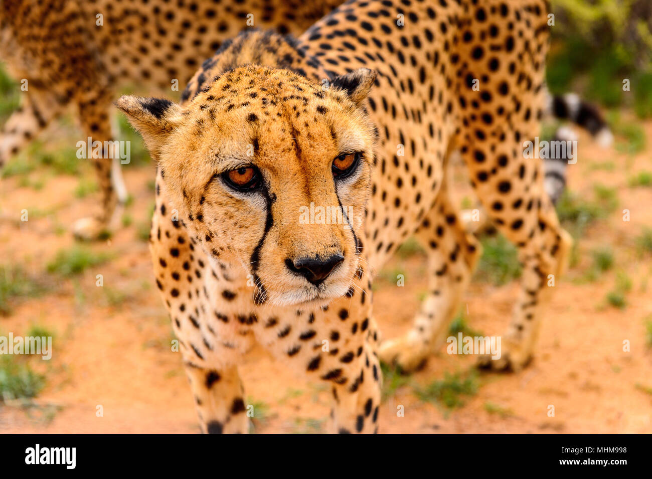 Cheetah close view at the Naankuse Wildlife Sanctuary, Namibia, Africa ...