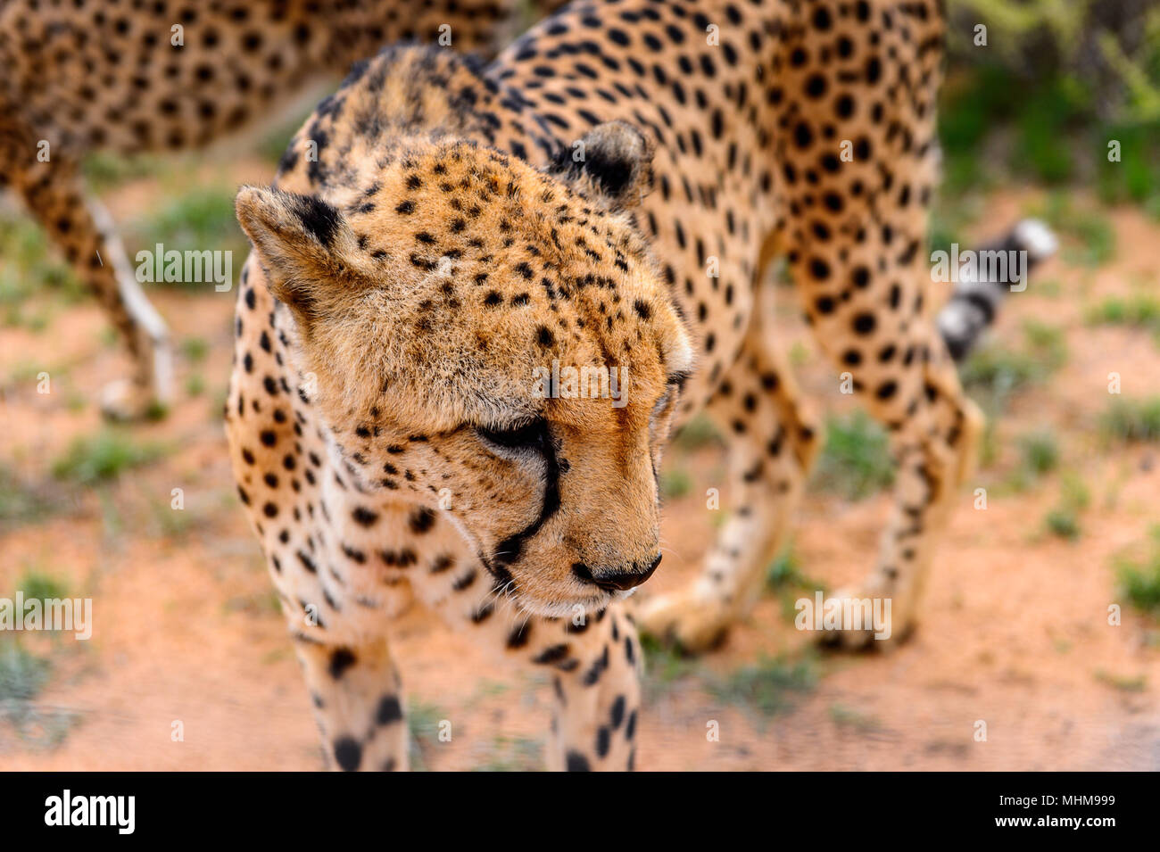 Cheetah close view at the Naankuse Wildlife Sanctuary, Namibia, Africa ...
