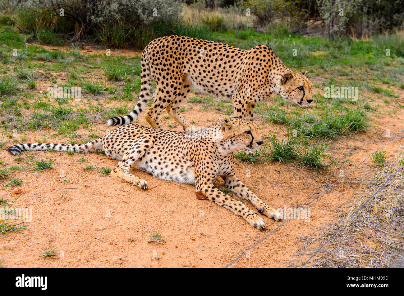 Cheetah close view at the Naankuse Wildlife Sanctuary, Namibia, Africa ...