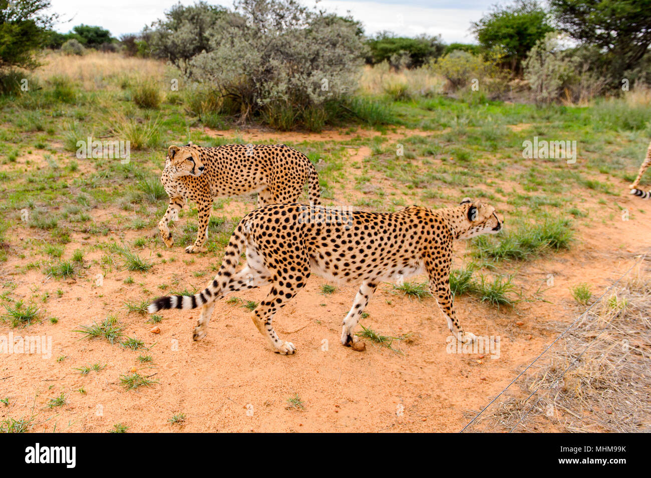 Cheetah close view at the Naankuse Wildlife Sanctuary, Namibia, Africa ...