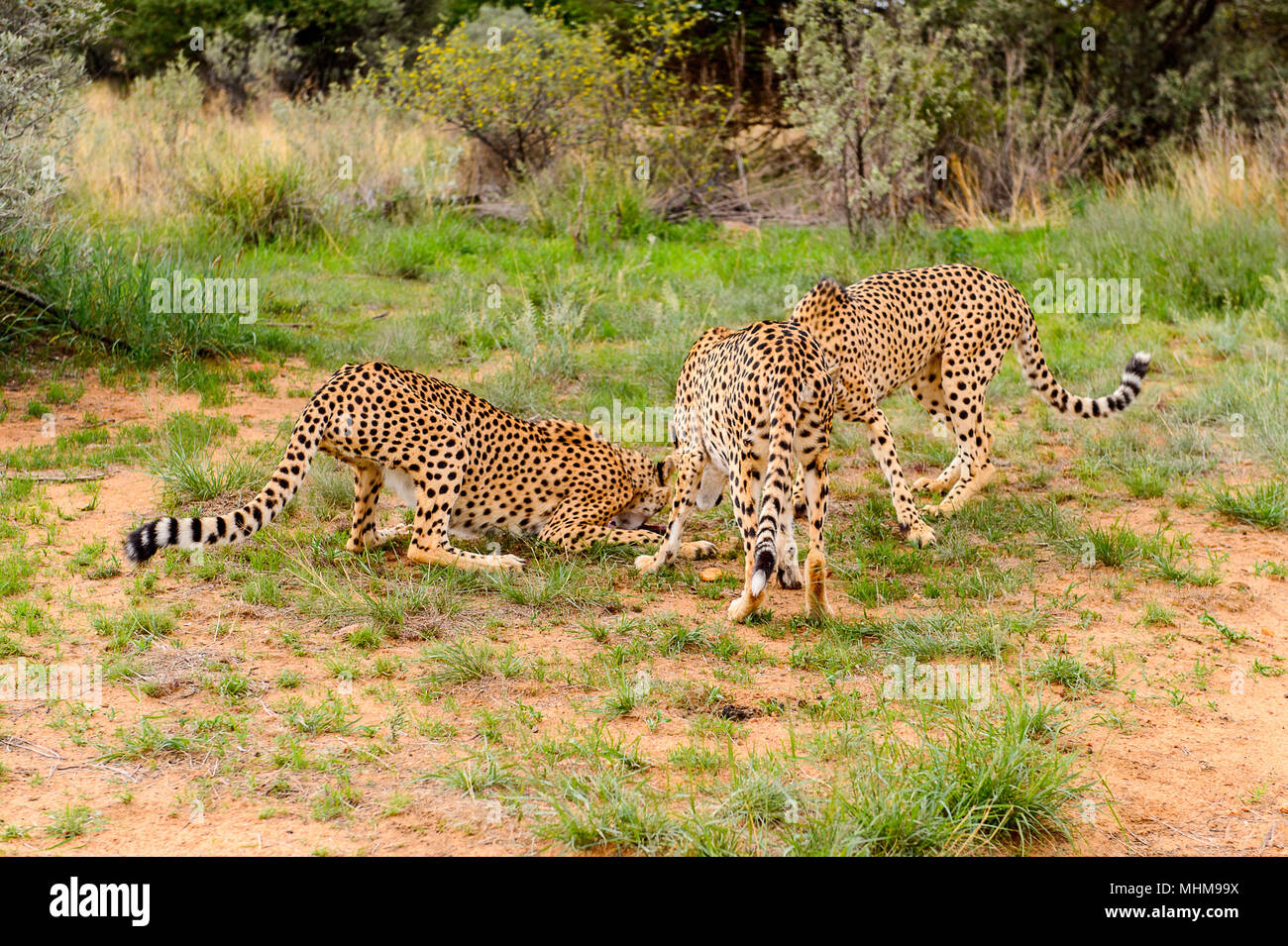 Cheetah close view at the Naankuse Wildlife Sanctuary, Namibia, Africa ...