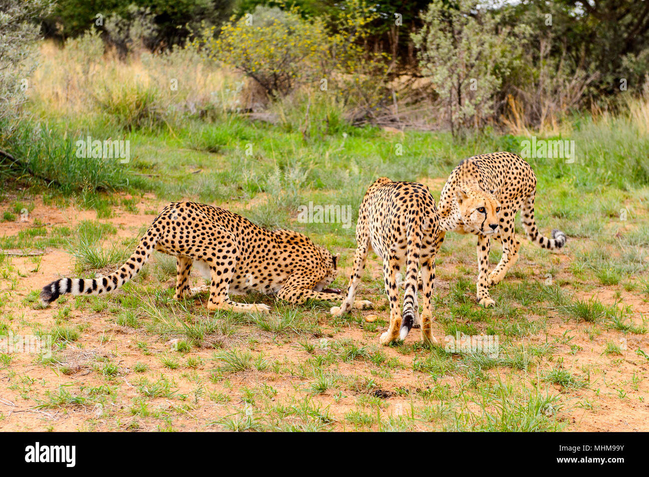 Cheetah close view at the Naankuse Wildlife Sanctuary, Namibia, Africa ...