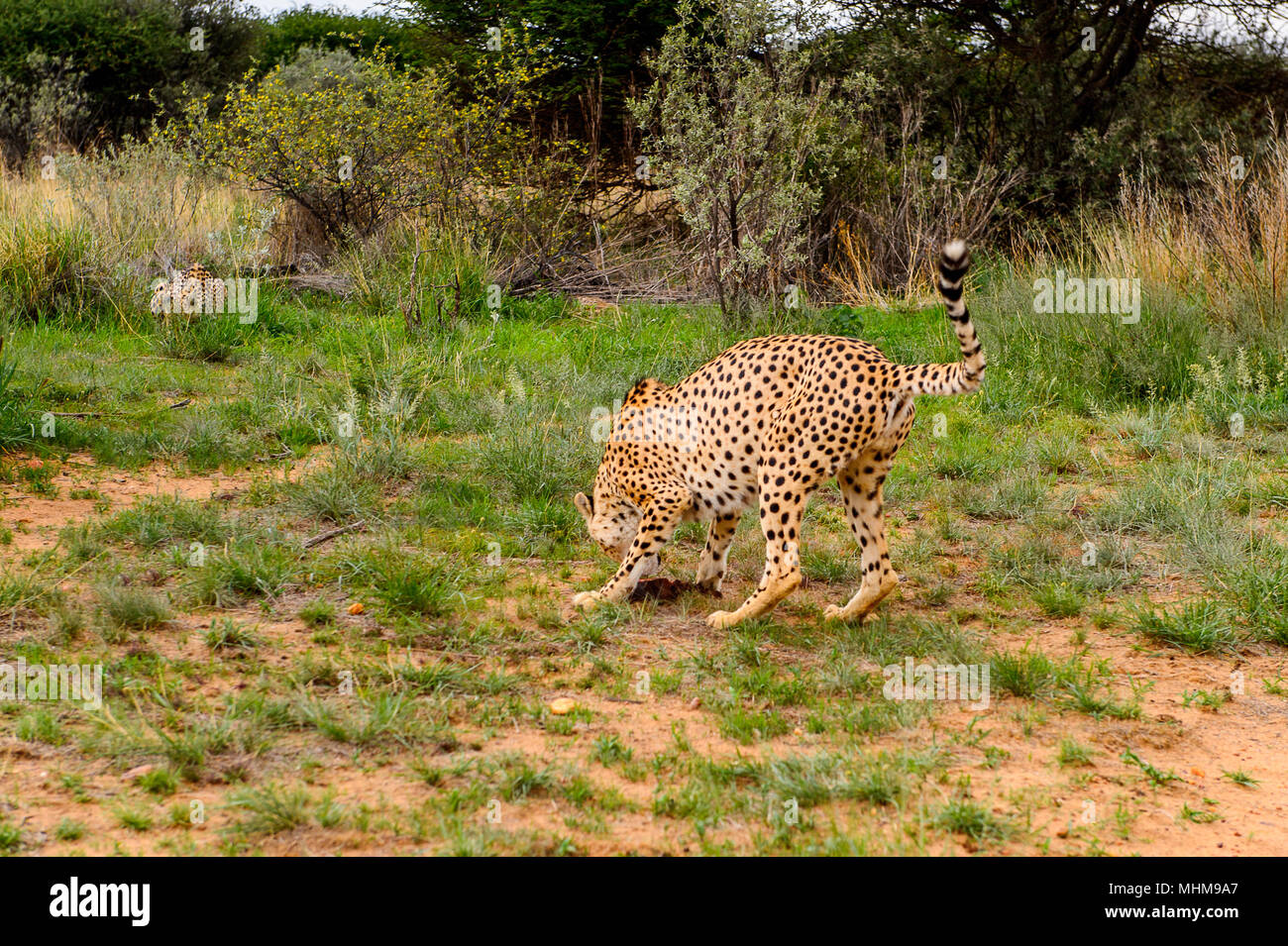 Cheetah close view at the Naankuse Wildlife Sanctuary, Namibia, Africa ...