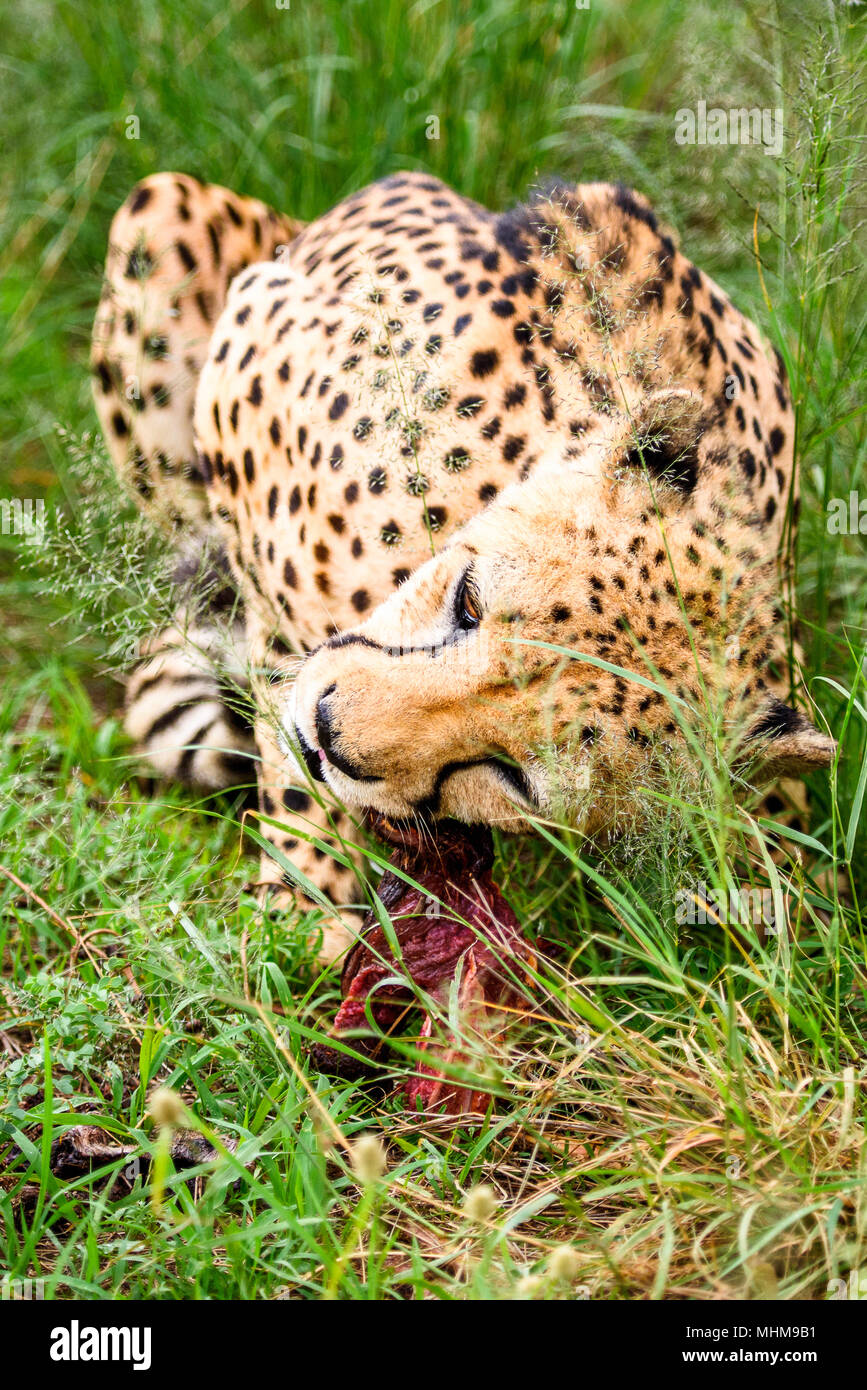 Close up of a Cheetah at the Naankuse Wildlife Sanctuary, Namibia ...