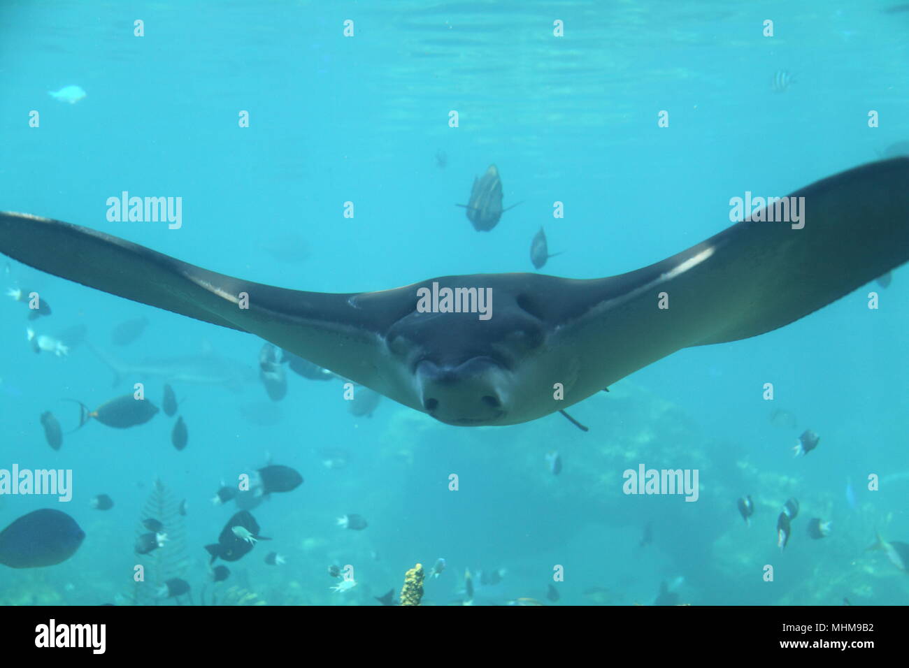 Ovoviviparous fish hi-res stock photography and images - Alamy