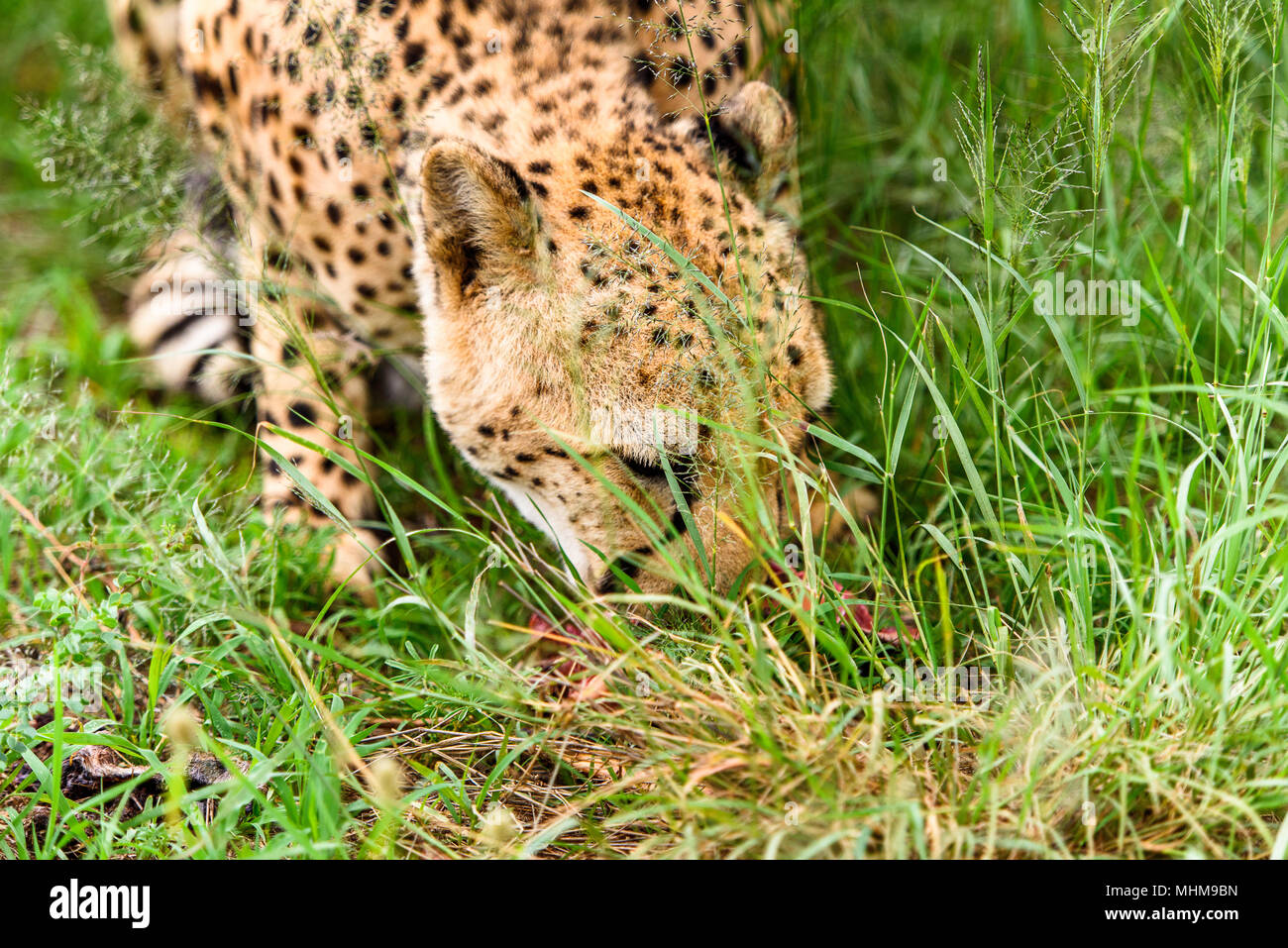 Close up of a Cheetah at the Naankuse Wildlife Sanctuary, Namibia ...