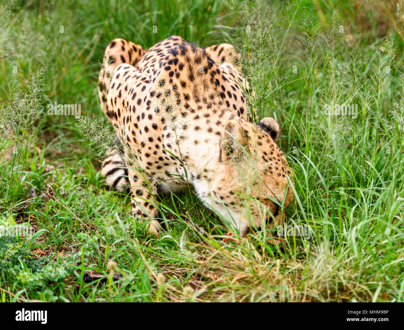 Close up of a Cheetah at the Naankuse Wildlife Sanctuary, Namibia ...