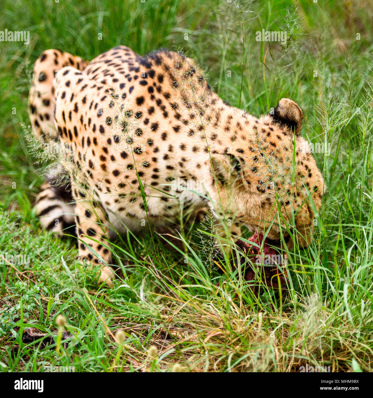 Close up of a Cheetah at the Naankuse Wildlife Sanctuary, Namibia ...