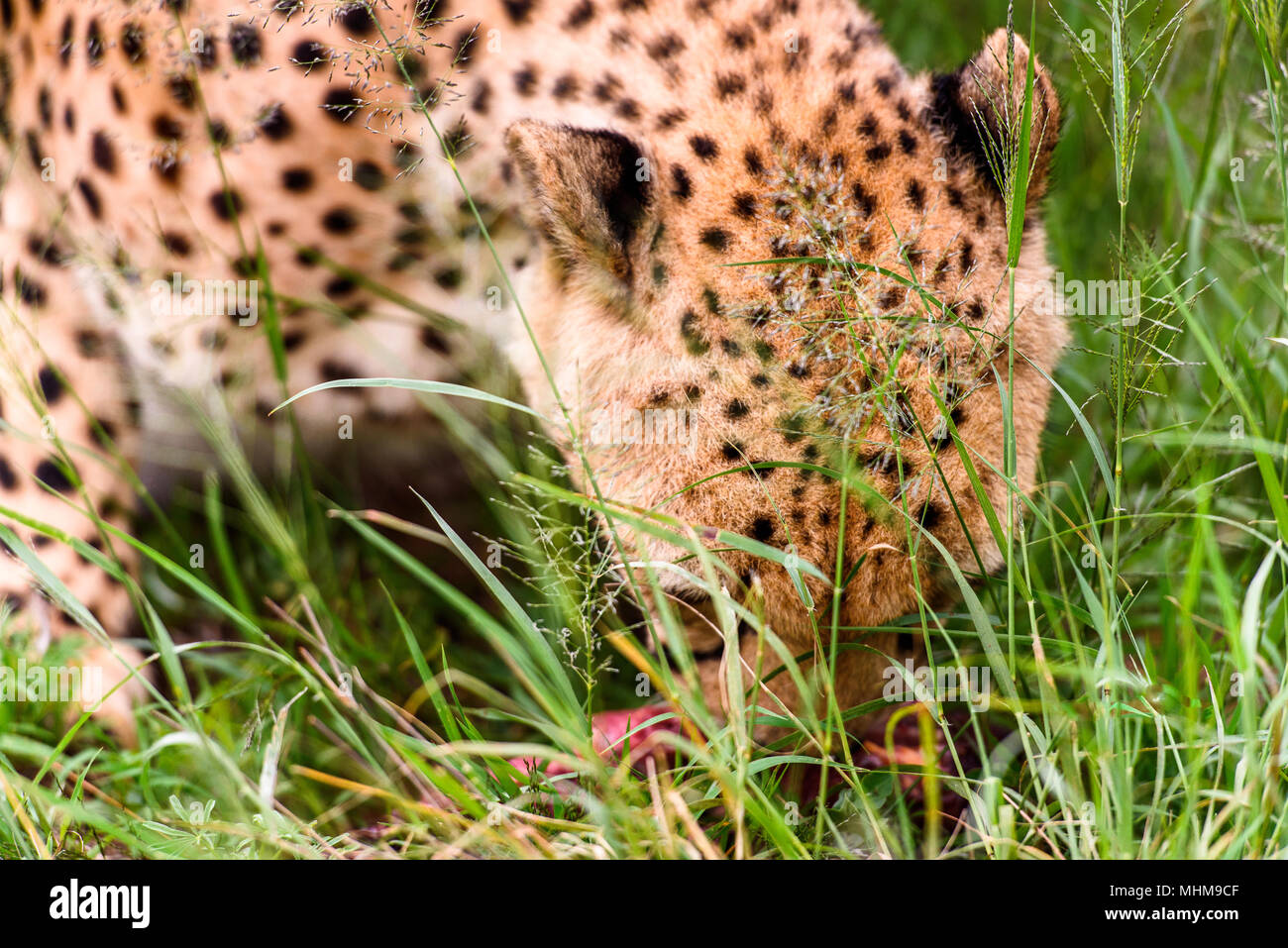 Close up of a Cheetah at the Naankuse Wildlife Sanctuary, Namibia ...