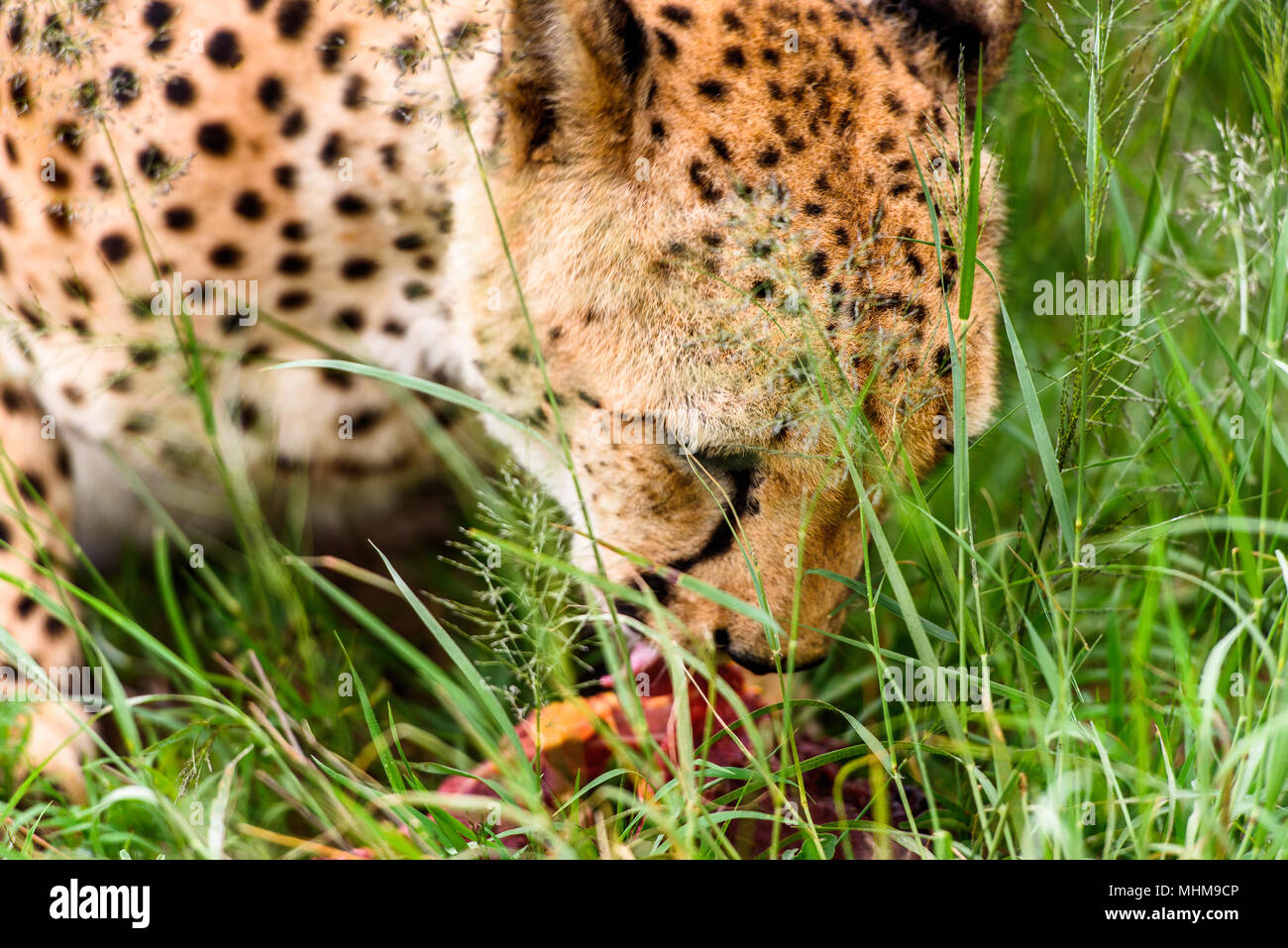 Close up of a Cheetah at the Naankuse Wildlife Sanctuary, Namibia ...