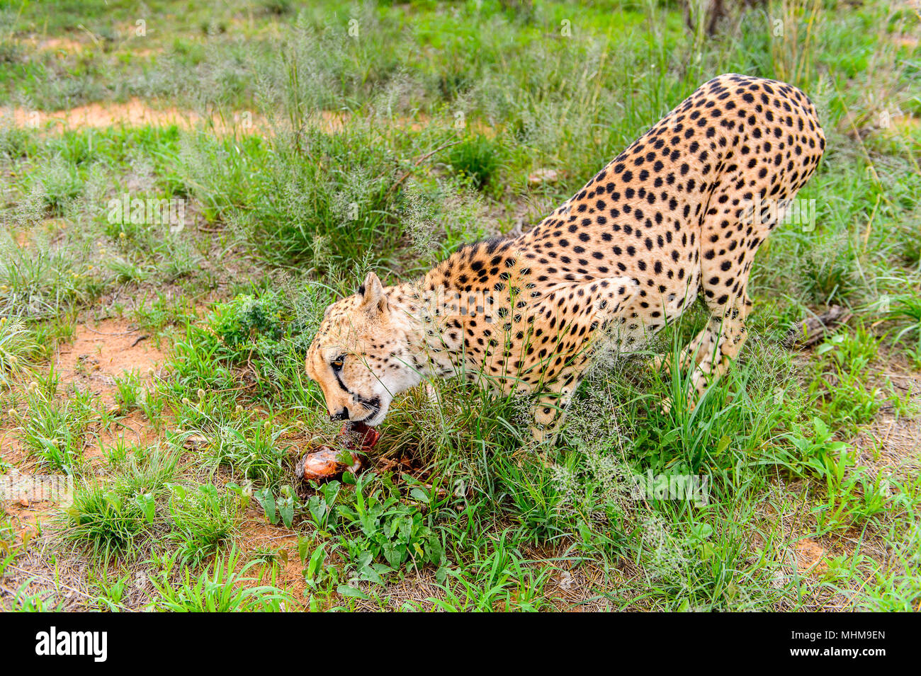 Chitah High Resolution Stock Photography and Images - Alamy