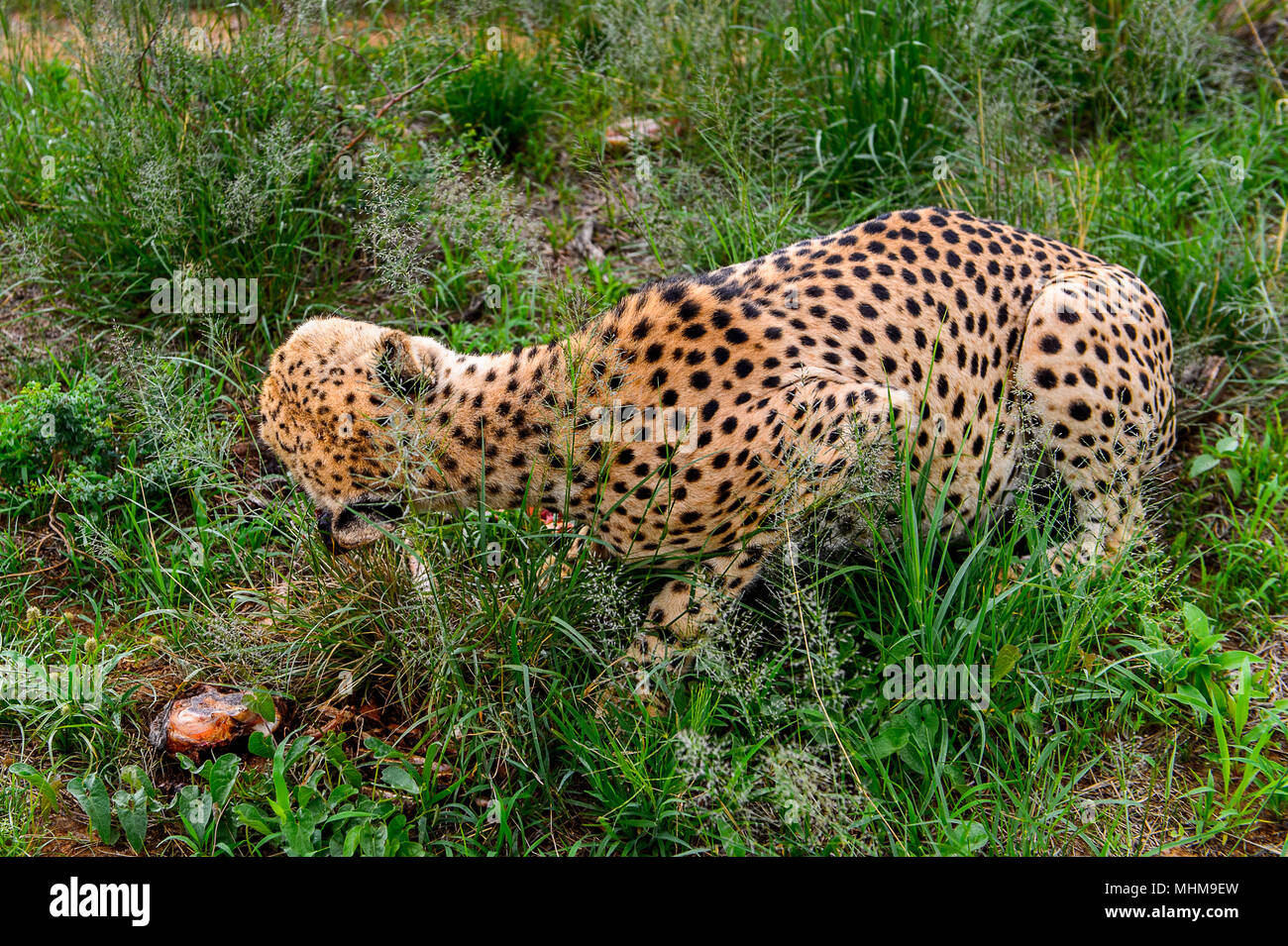 Chitah hi-res stock photography and images - Alamy