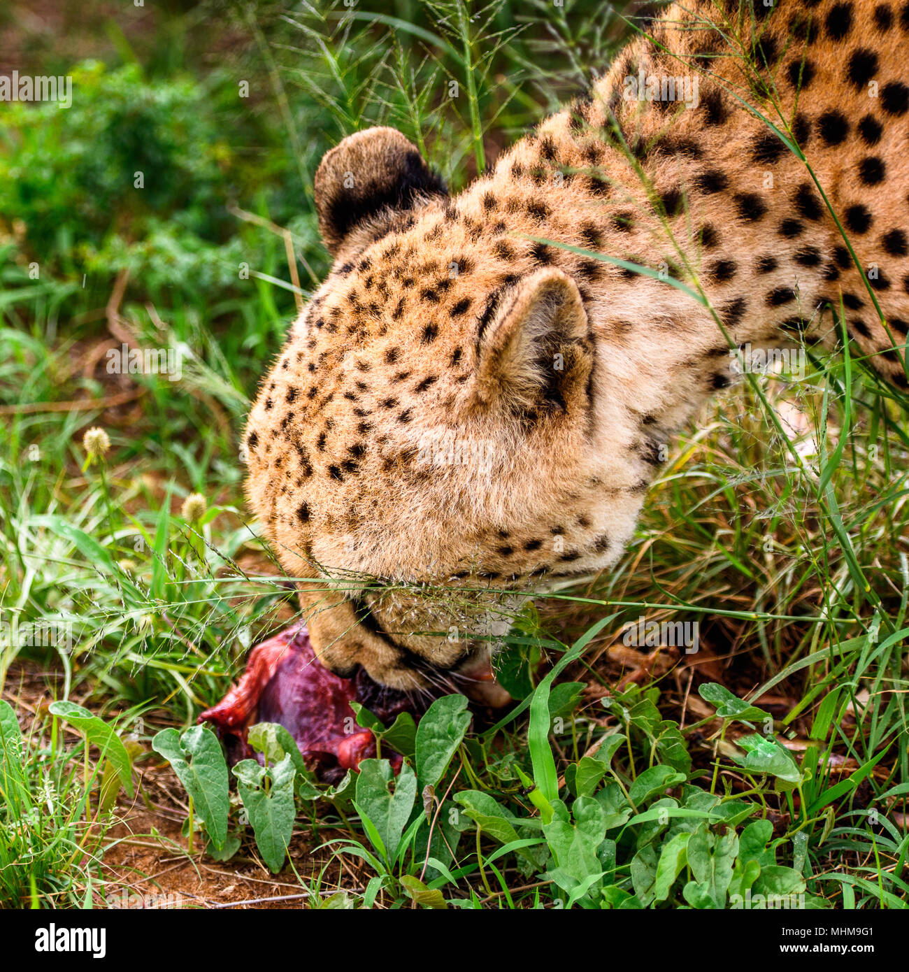 Close up of a Cheetah eating meat at the Naankuse Wildlife Sanctuary ...