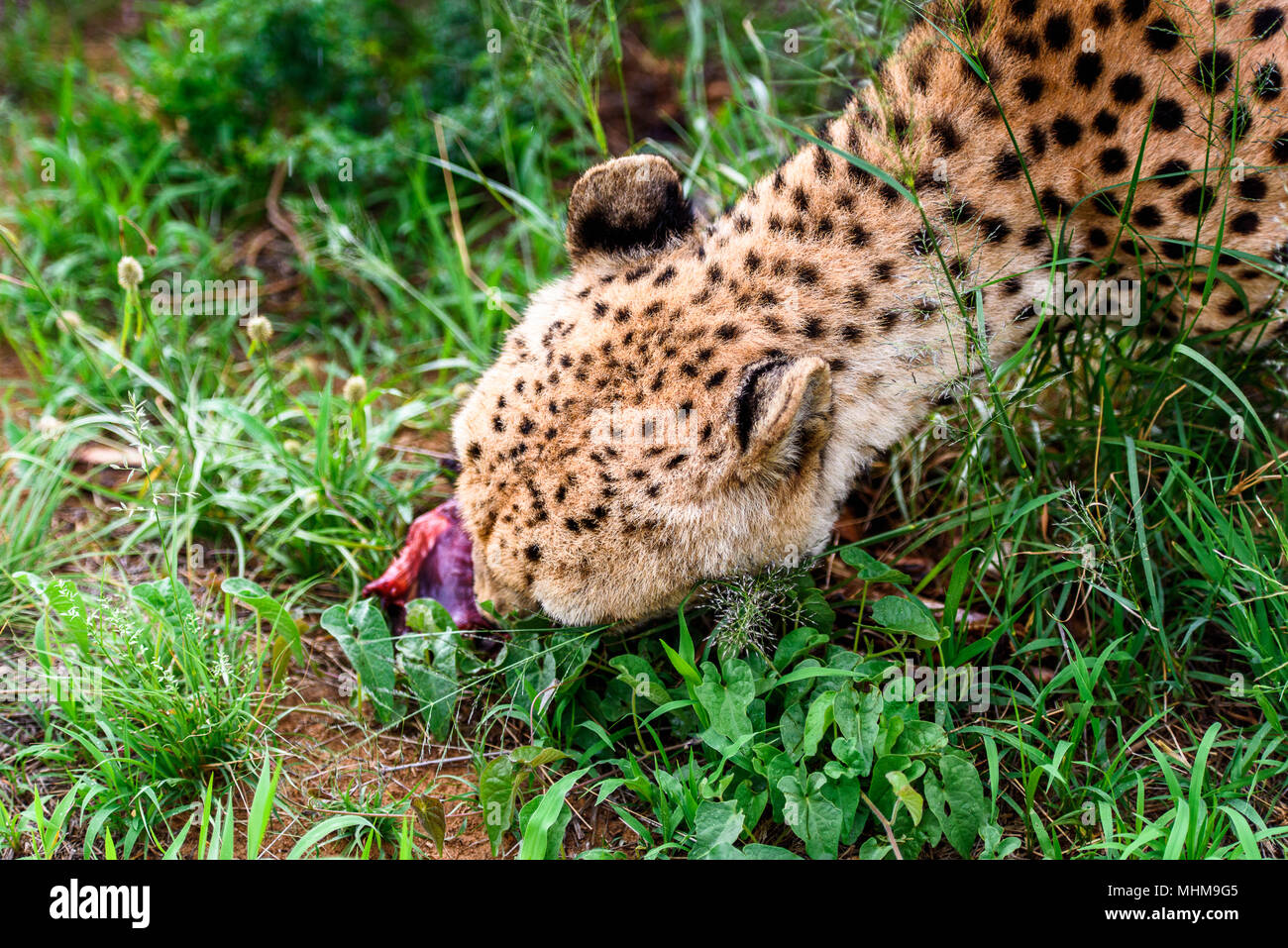 Close up of a Cheetah eating meat at the Naankuse Wildlife Sanctuary ...