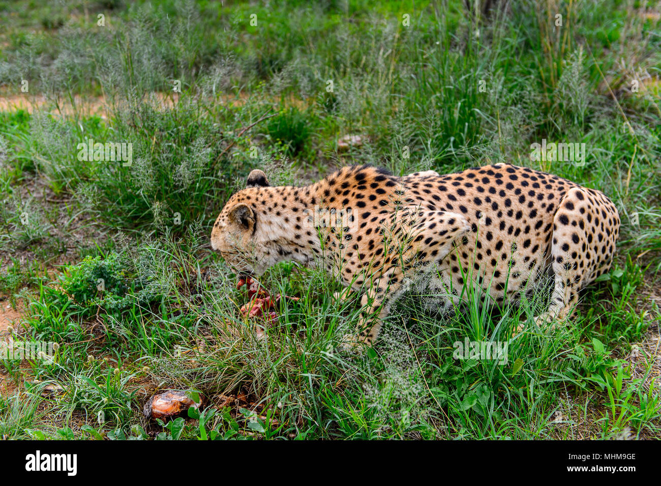 Close up of a Cheetah eating meat at the Naankuse Wildlife Sanctuary ...