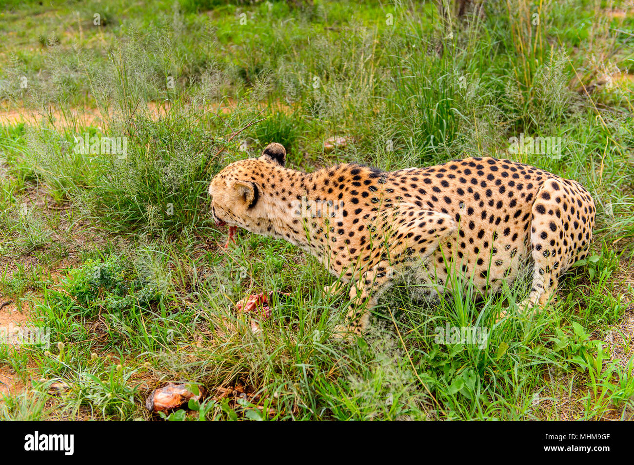 Cheetah eating meat hi-res stock photography and images - Alamy