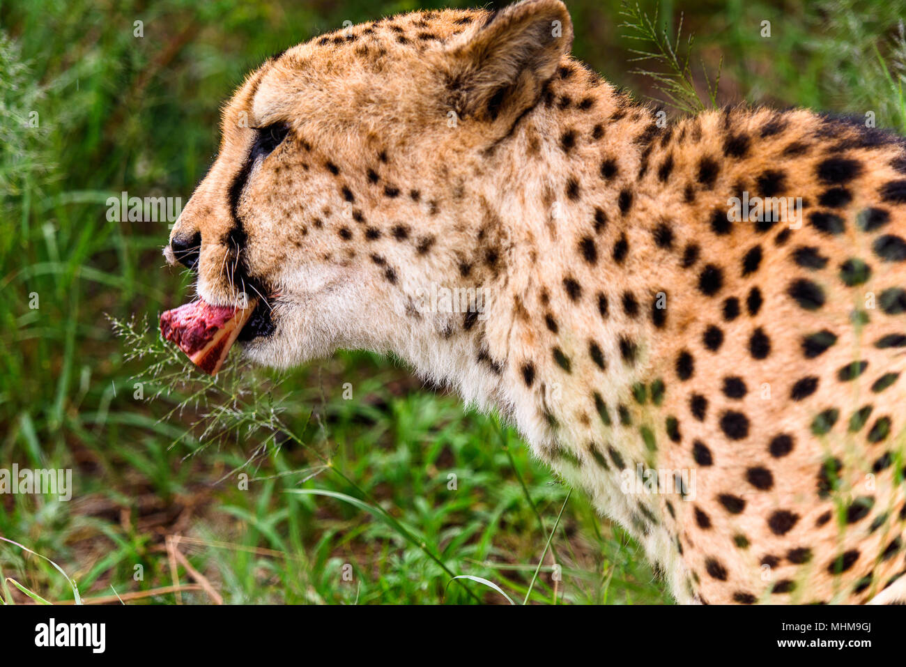Cheetah at the Naankuse Wildlife Sanctuary, Namibia, Africa Stock Photo ...