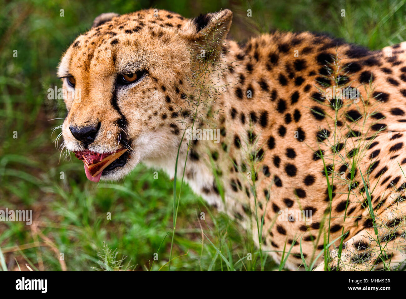 Cheetah at the Naankuse Wildlife Sanctuary, Namibia, Africa Stock Photo ...