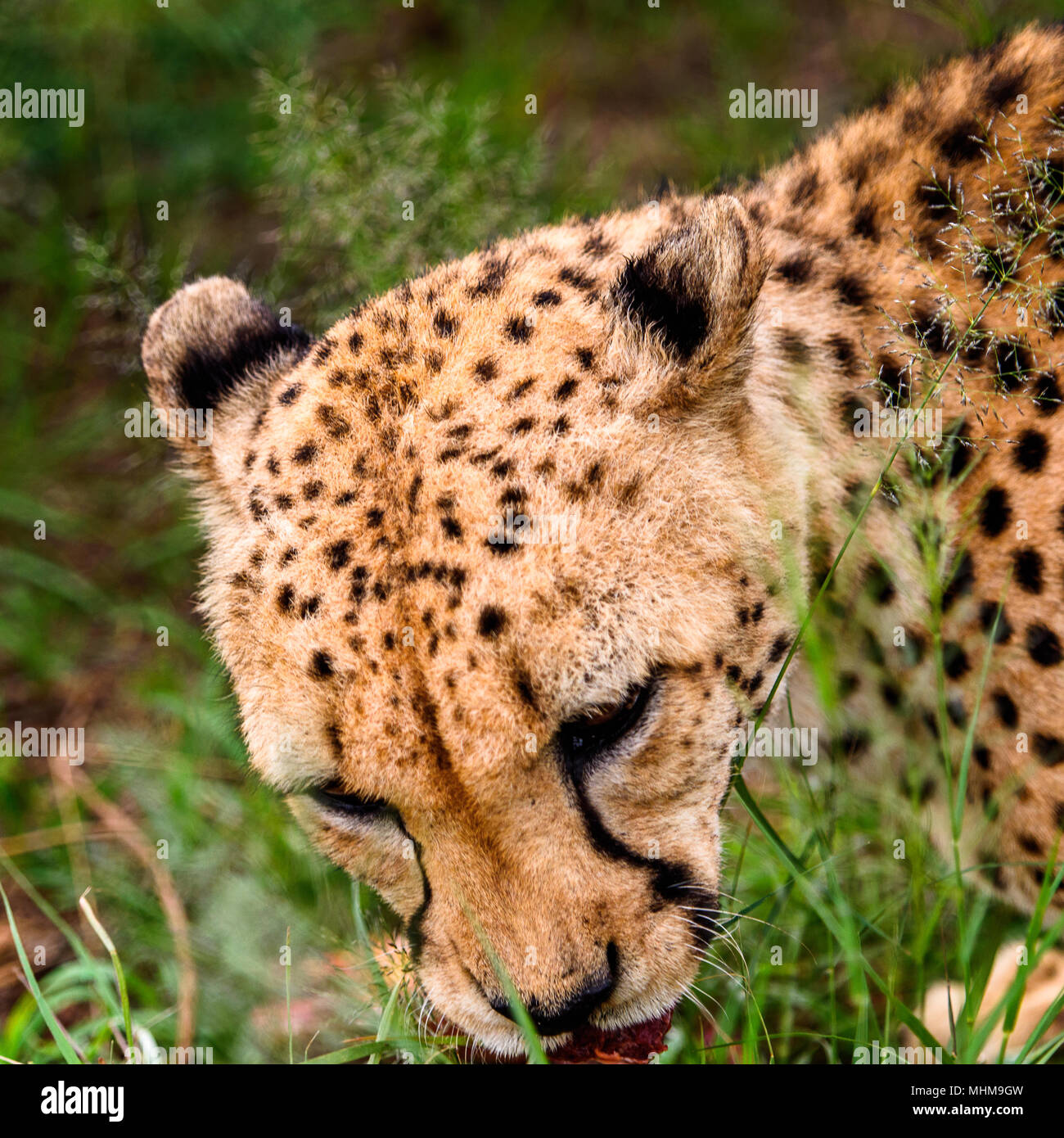 Naankuse hi-res stock photography and images - Alamy