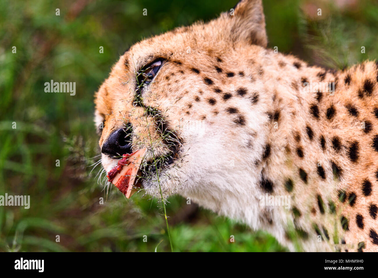 Naankuse hi-res stock photography and images - Alamy