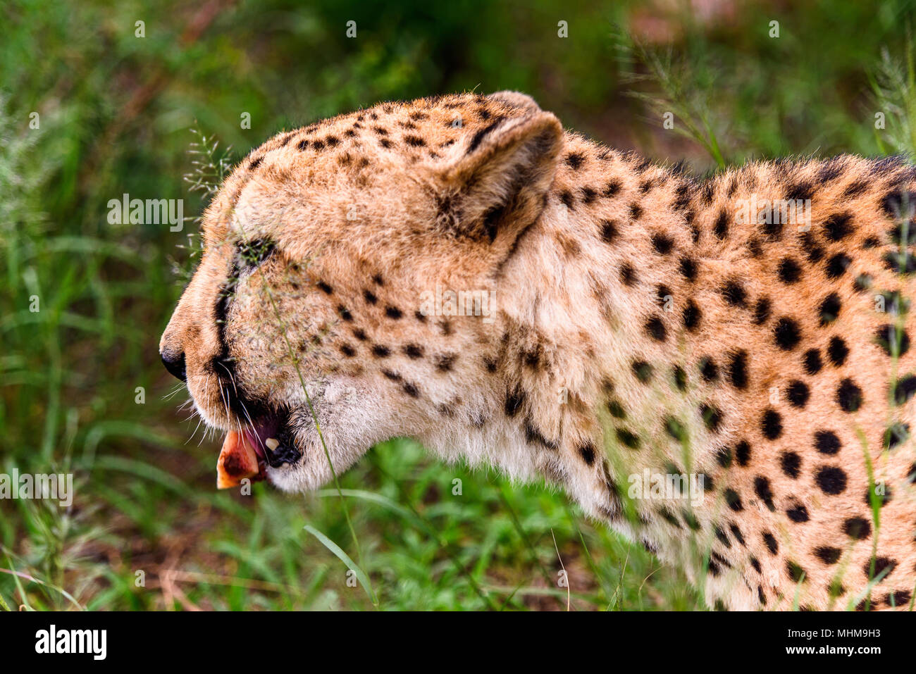 Cheetah at the Naankuse Wildlife Sanctuary, Namibia, Africa Stock Photo ...