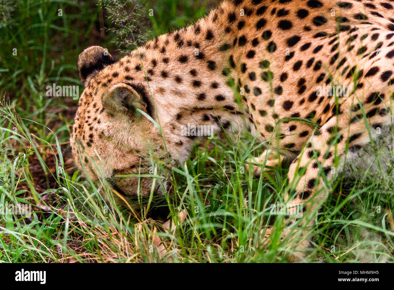 Cheetah at the Naankuse Wildlife Sanctuary, Namibia, Africa Stock Photo ...