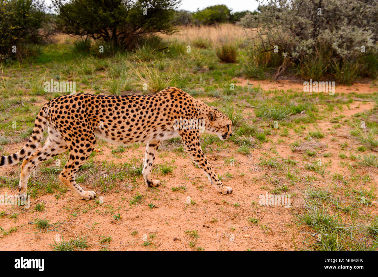Naankuse hi-res stock photography and images - Alamy