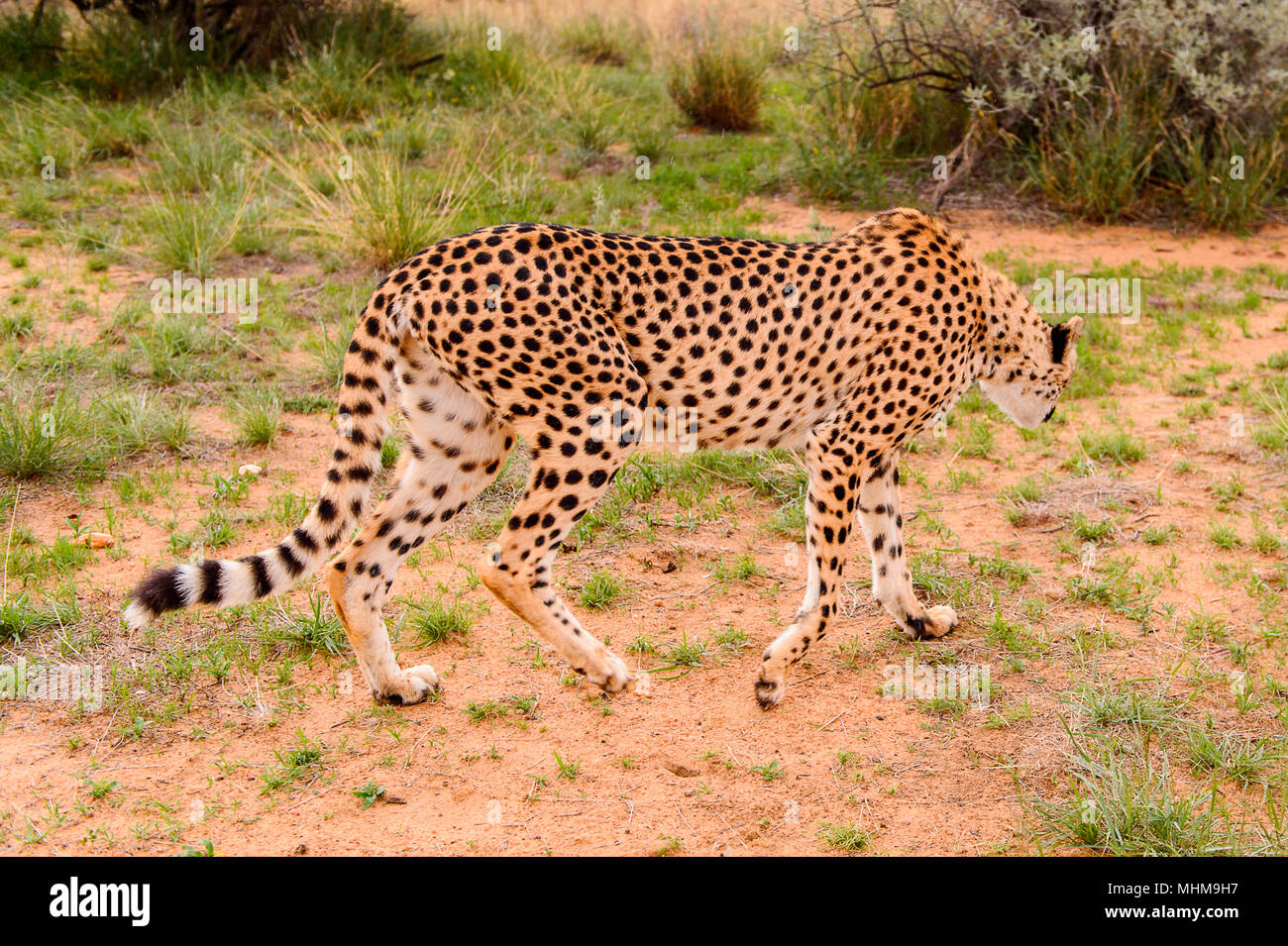 Cheetah at the Naankuse Wildlife Sanctuary, Namibia, Africa Stock Photo ...