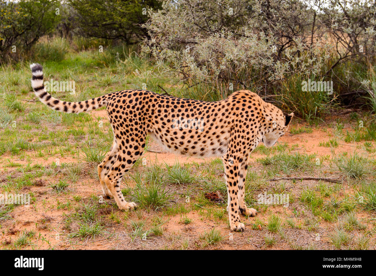 Cheetah at the Naankuse Wildlife Sanctuary, Namibia, Africa Stock Photo ...