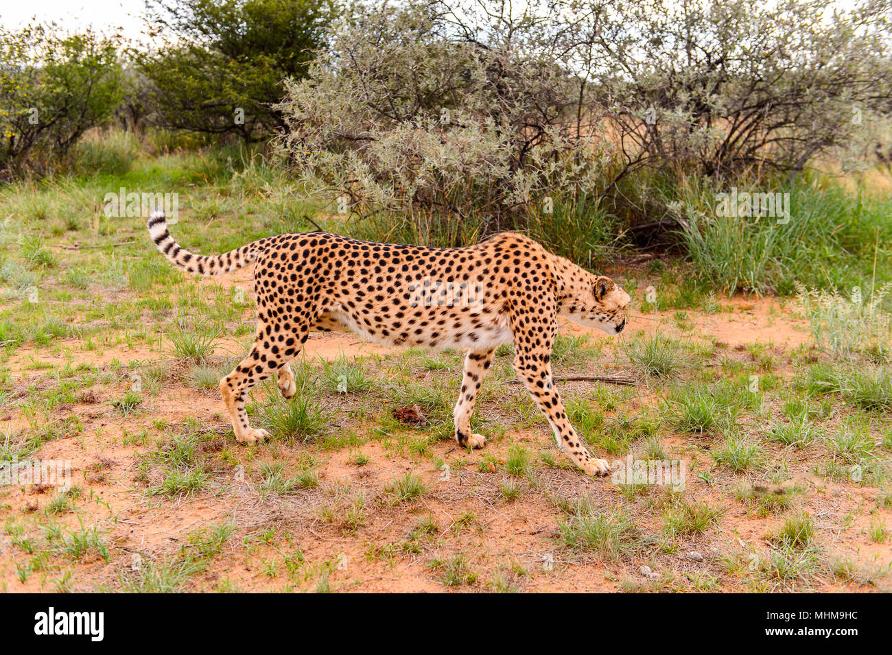 Cheetah at the Naankuse Wildlife Sanctuary, Namibia, Africa Stock Photo ...