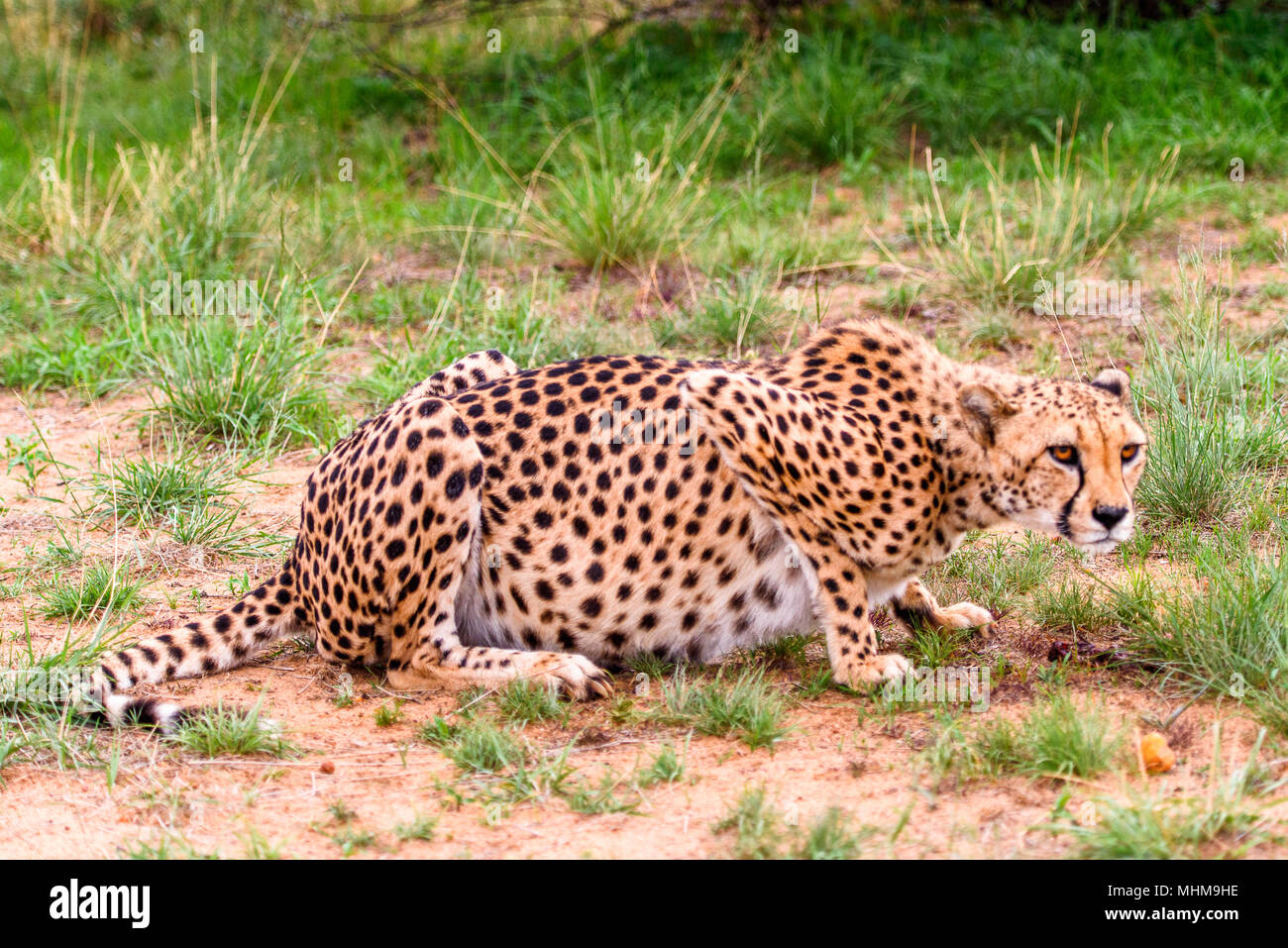 Cheetah at the Naankuse Wildlife Sanctuary, Namibia, Africa Stock Photo ...
