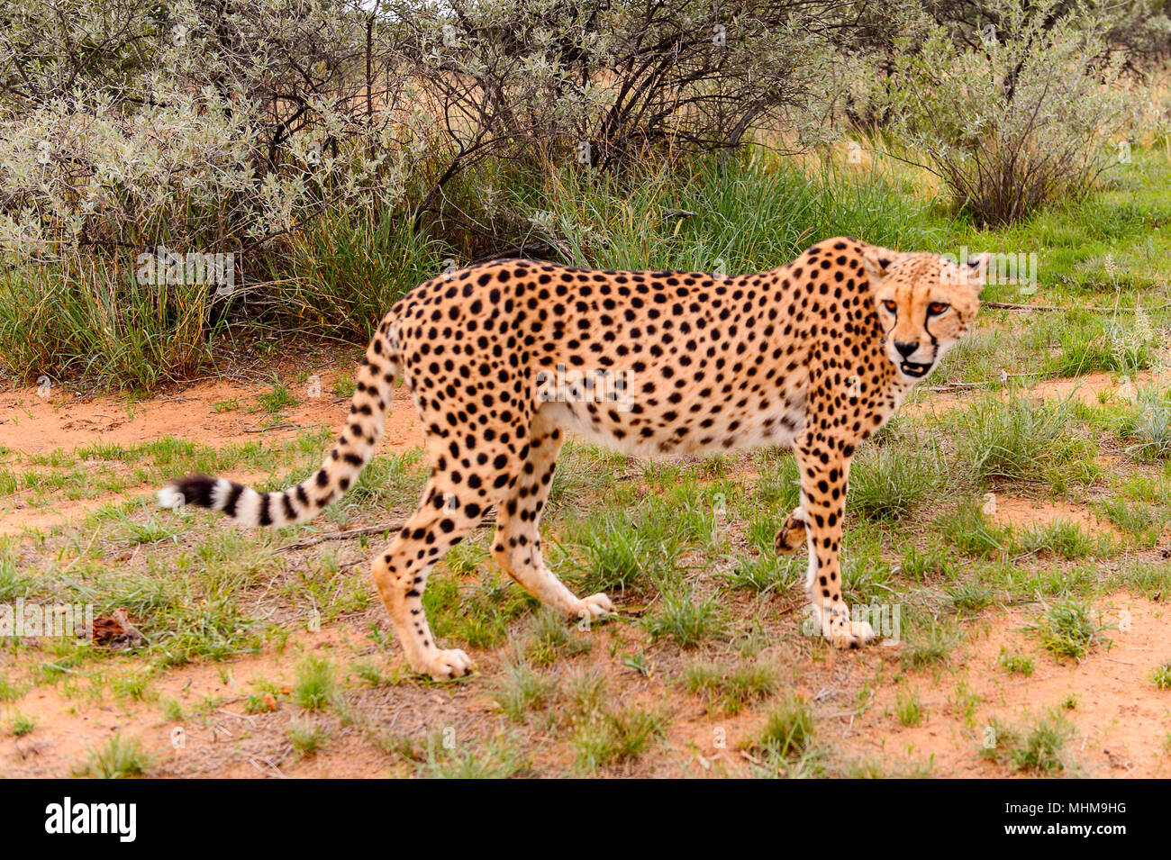 Cheetah at the Naankuse Wildlife Sanctuary, Namibia, Africa Stock Photo ...